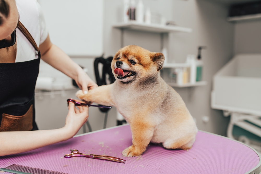 Where Do Dog Groomers Make the Most Money? - It's All SAVVY